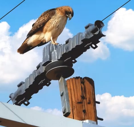 Ensuring Long-Lasting Wildlife Protection | TE Connectivity